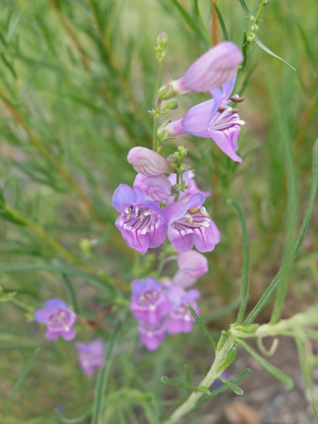 Penstemon