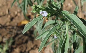 Rocky Mountain Sage : Salvia reflexa