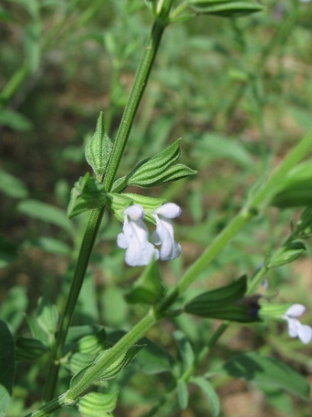 Rocky Mountain Sage : Salvia reflexa