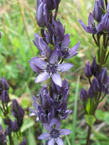 Star Gentian : Swertia perennis