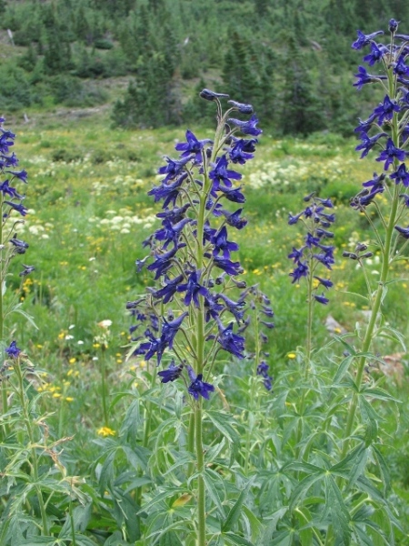 Subalpine Larkspur : Delphinium barbeyi