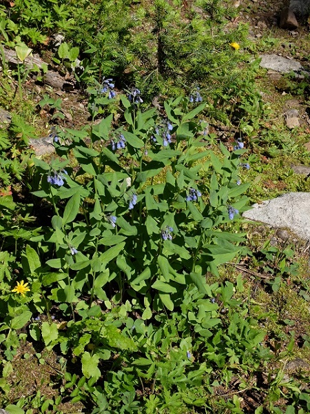 Chiming Bells : Mertensia