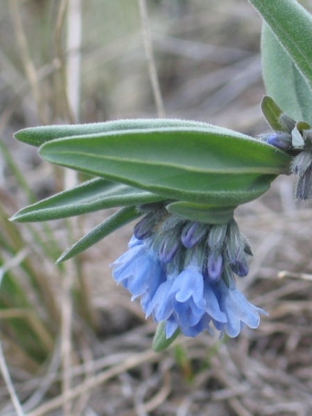 Chiming Bells : Mertensia