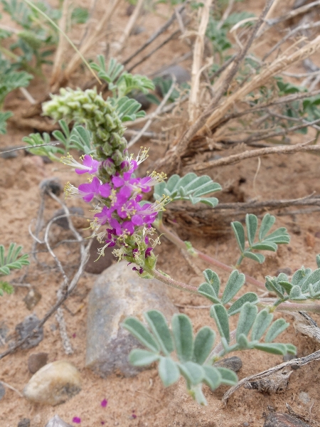 Purple Prairie Clover : Dalea purpurea