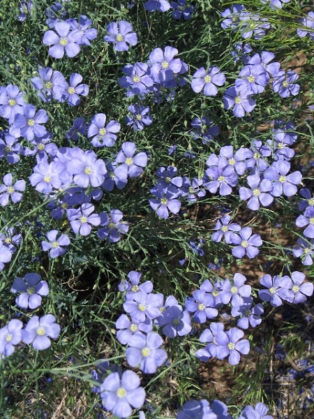 Blue Flax : Linum lewisii