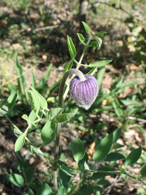 Sugar Bowls : Clematis hirsutissima
