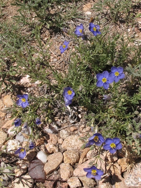 Spiny Blue Bowls : Giliastrum acerosum