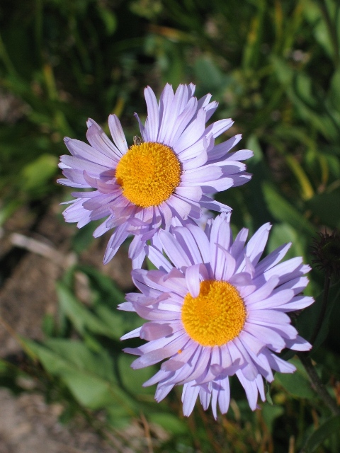 Daisies : Erigeron