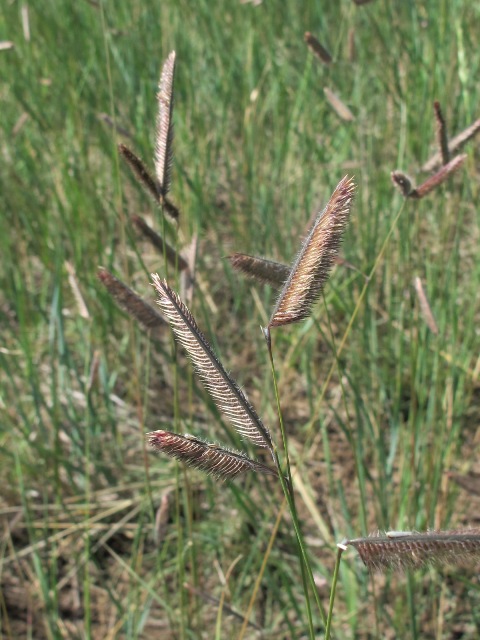 Grama Grass