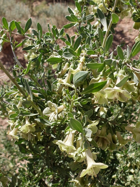 Pale Wolfberry : Lycium pallidum