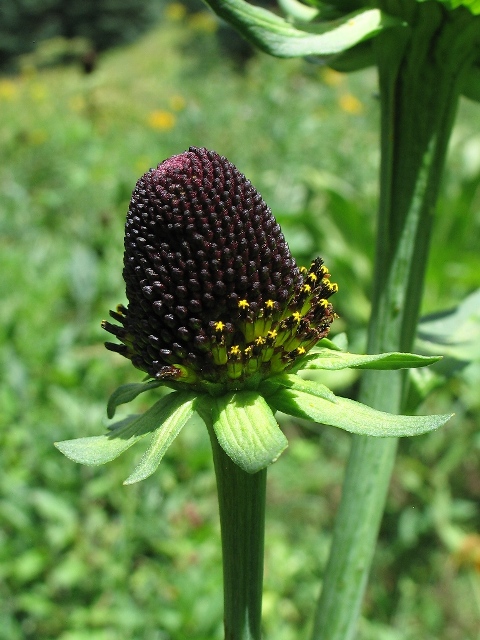 Cone Flower : Rudbeckia occidentalis