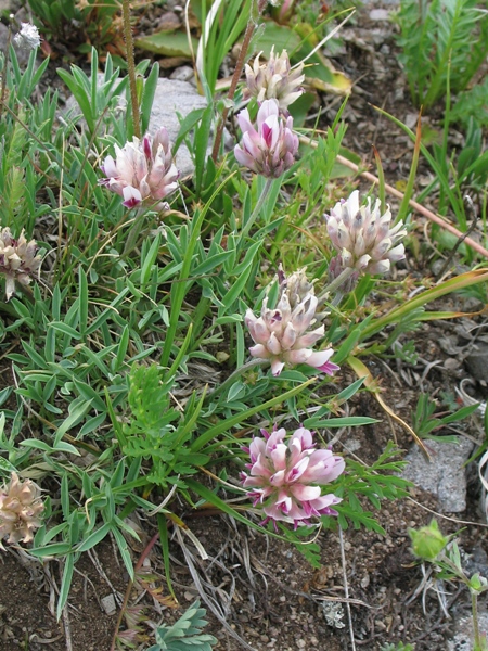 Alpine Clover : Trifolium spp.