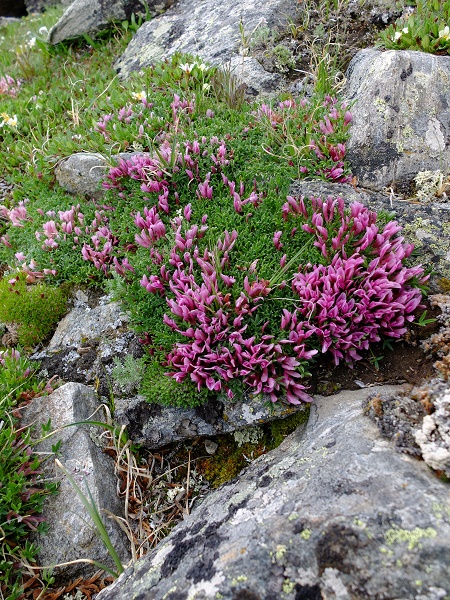 Alpine Clover : Trifolium spp.