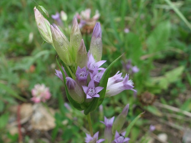 Rose Gentian : Gentianella amarella