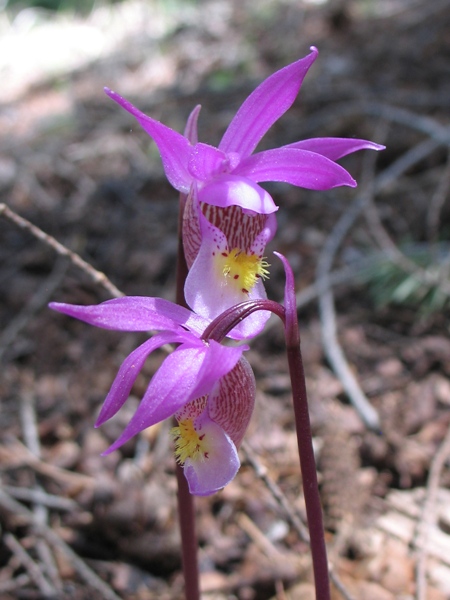 Fairy Slipper Orchid : Calypso bulbosa