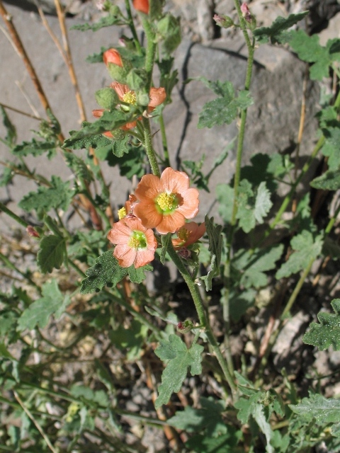 Globe Mallows : Sphaeralcea