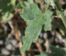 Globe Mallows : Sphaeralcea