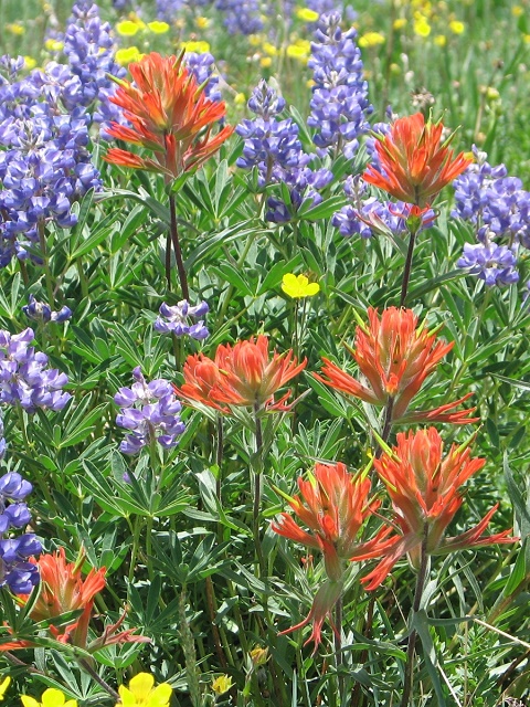 Indian Paintbrush : Castilleja