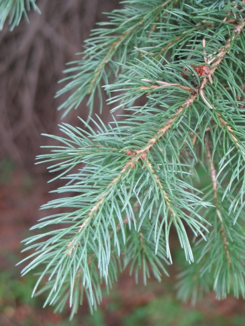 Subalpine Fir : Abies bifolia
