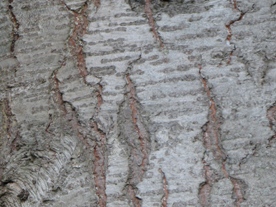 Subalpine Fir : Abies bifolia