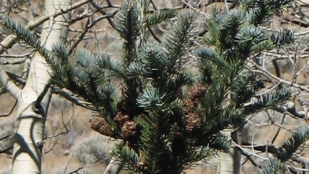 Subalpine Fir : Abies bifolia