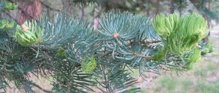 White Fir : Abies concolor