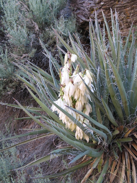 Banana Yucca : Yucca baccata