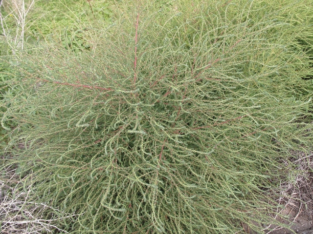 Russian Thistle : Salsola tragus