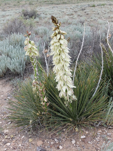 Narrow Leaf Yucca : Yucca spp.