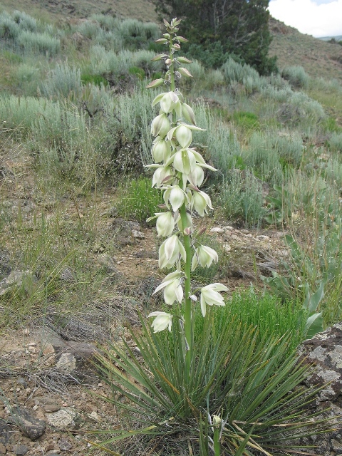 Narrow Leaf Yucca : Yucca spp.