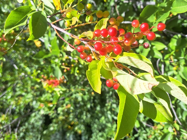 Western Chokecherry : Prunus virginiana