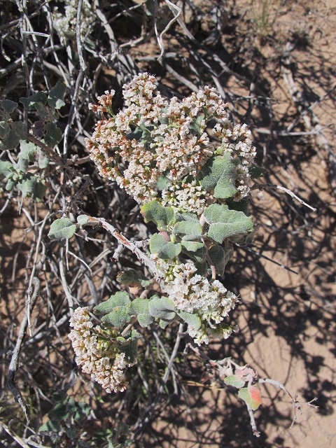 Buckwheat : Eriogonum spp