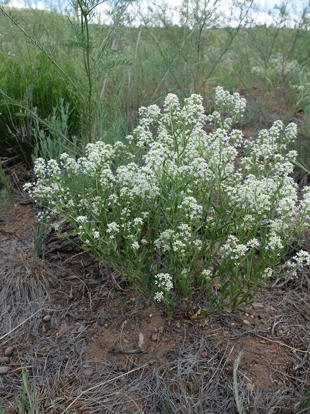 Pepperweeds : Lepidium spp.