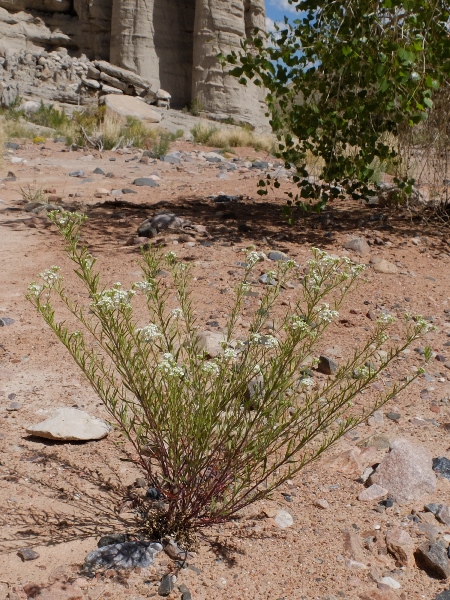 Pepperweeds : Lepidium spp.