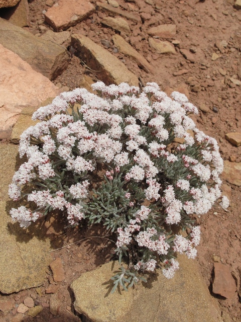 Buckwheat : Eriogonum spp