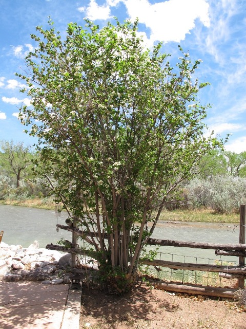Snowball Tree