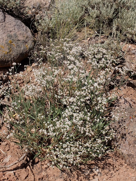 Buckwheat : Eriogonum spp