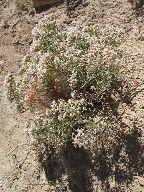 Buckwheat : Eriogonum spp