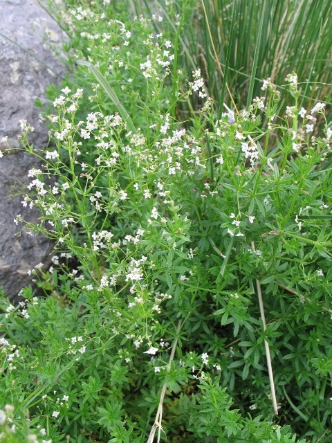 Bedstraw : Galium boreale
