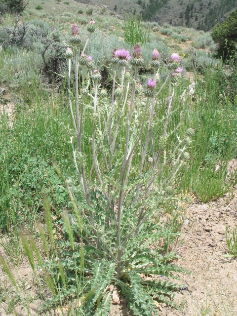 Thistles : Cirsium