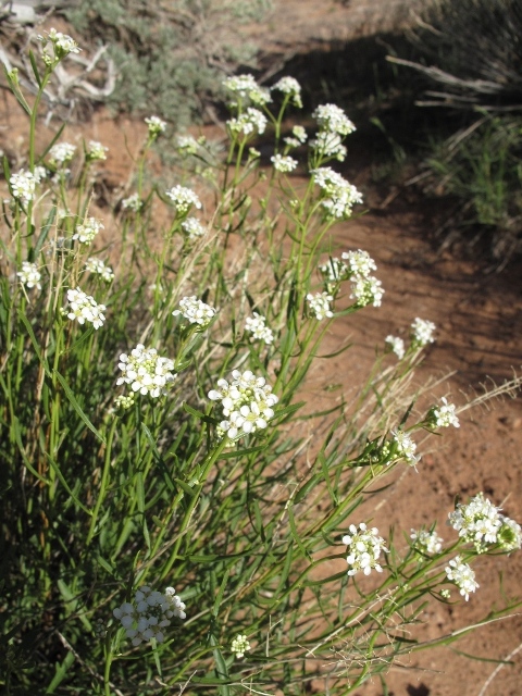 Pepperweeds : Lepidium spp.