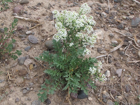 Pepperweeds : Lepidium spp.