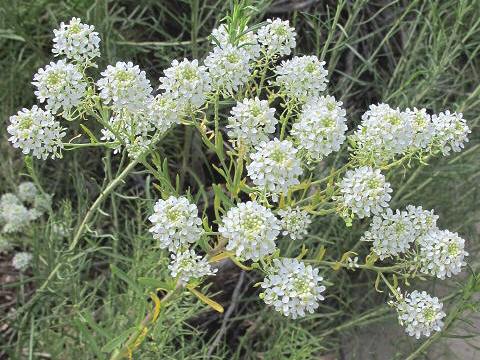Pepperweeds : Lepidium spp.