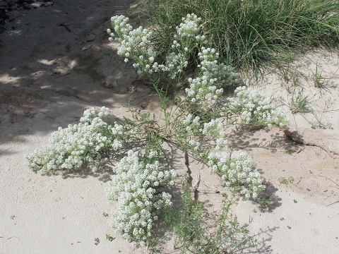 Pepperweeds : Lepidium spp.