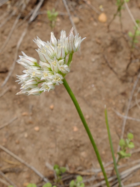 Wild Onion : Allium spp.