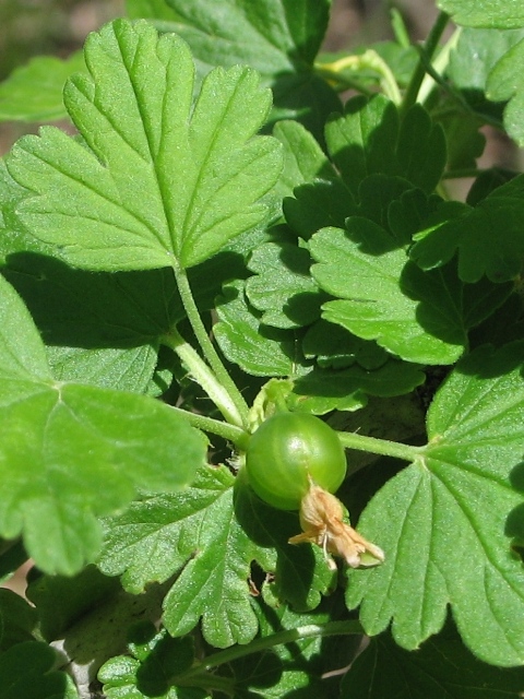 Wild Gooseberry : Ribes inerme