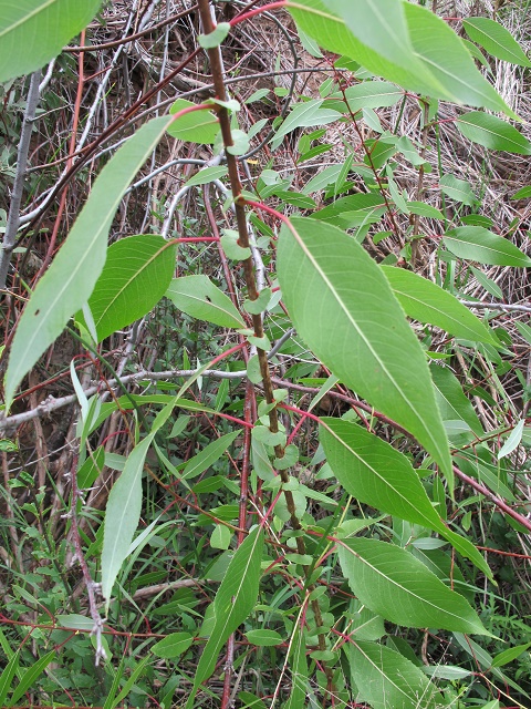Willows - Salix