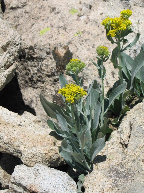 Ragworts : Senecio