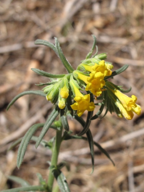 Fringed Gromwell : Lithospermum incisum