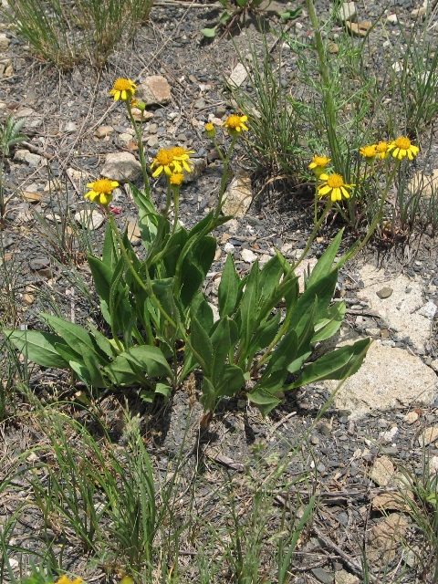 Ragworts : Senecio